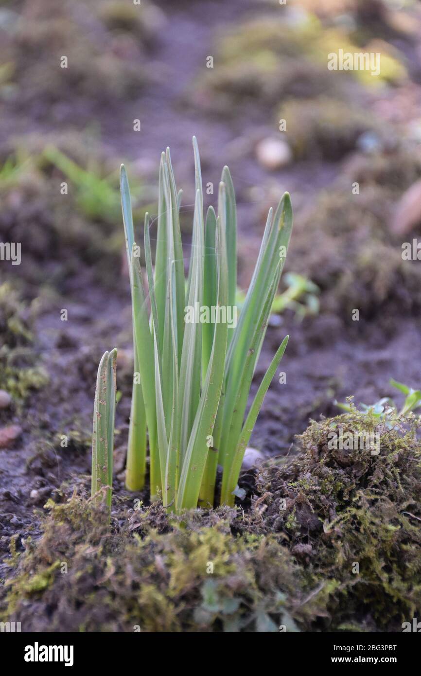 Daffodil leaves hi-res stock photography and images - Alamy