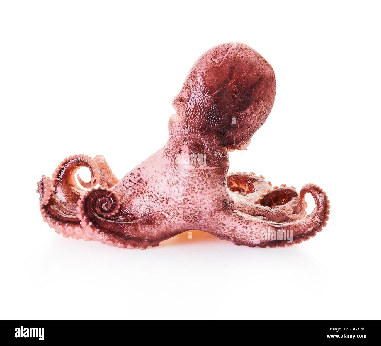 octopus closeup on a white isolated background with clipping path Stock ...