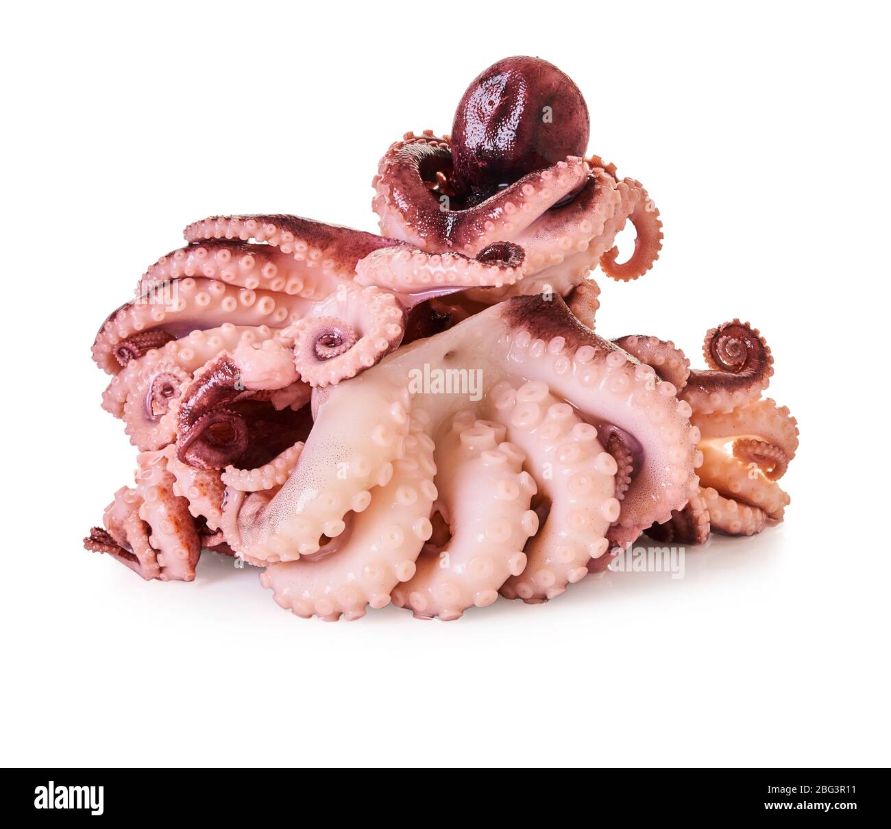 octopus closeup on a white isolated background with clipping path Stock ...