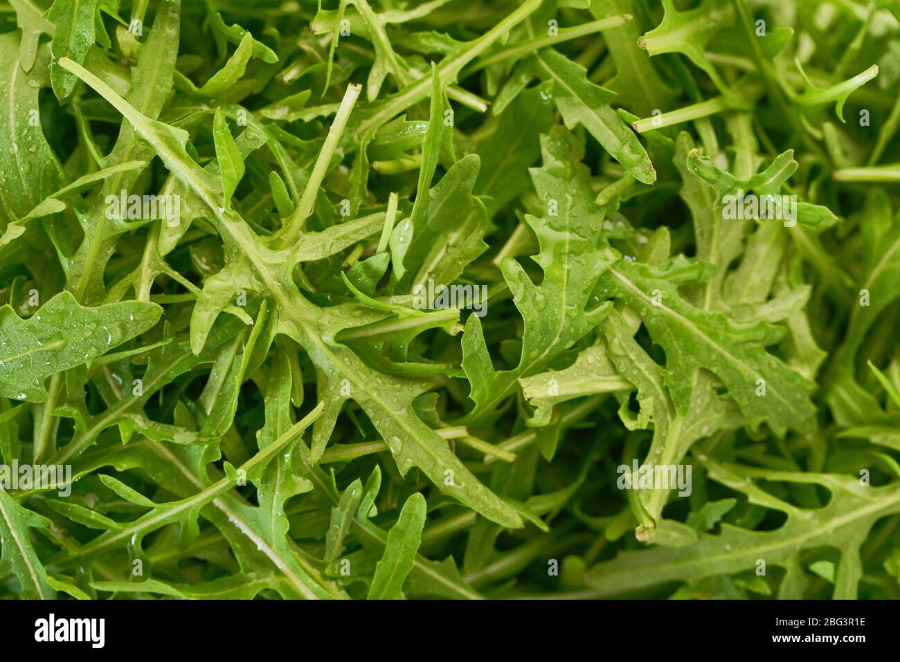 food background, texture of fresh leaves of arugula closeup Stock Photo ...