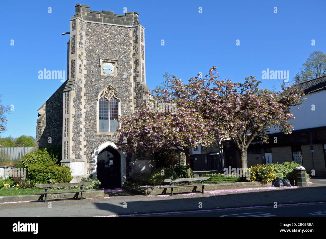 Spring blossom at St Saviour church, Magdalen Street, Norwich, Norfolk ...