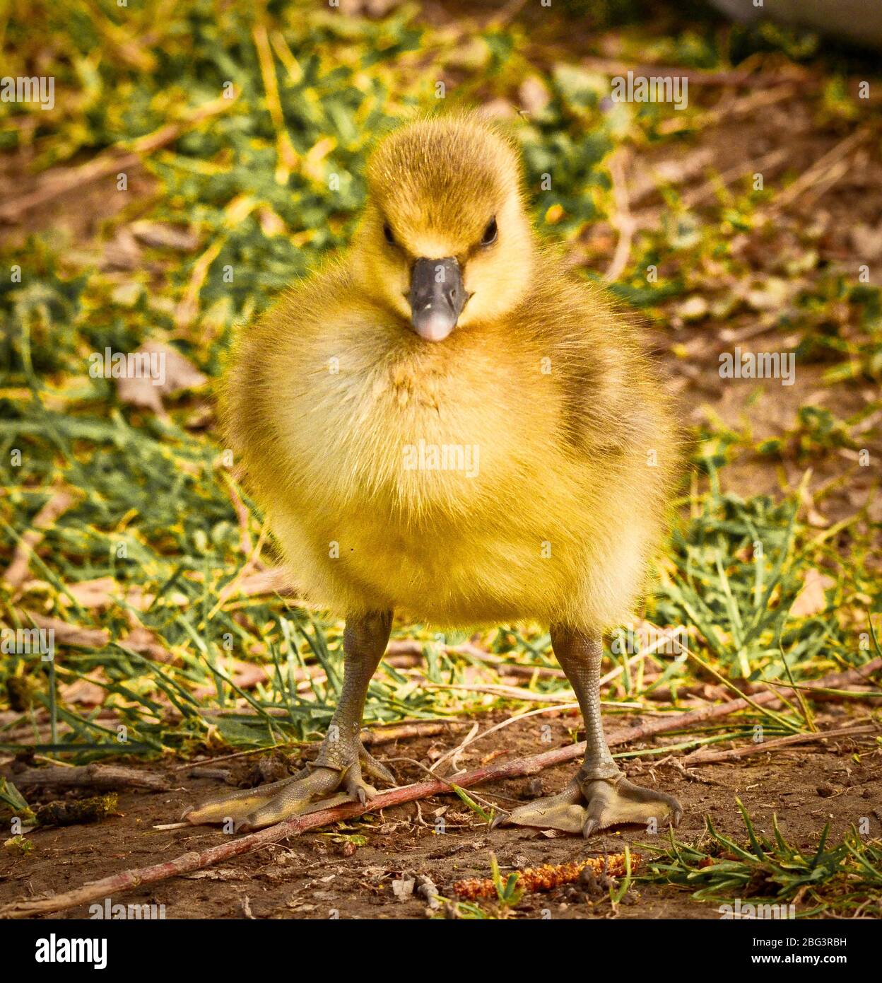 Cute , yellow, little biddy of a greylag goose in the green grass Stock ...