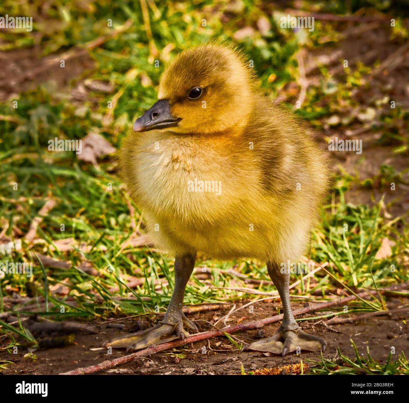 Cute , yellow, little biddy of a greylag goose in the green grass Stock ...