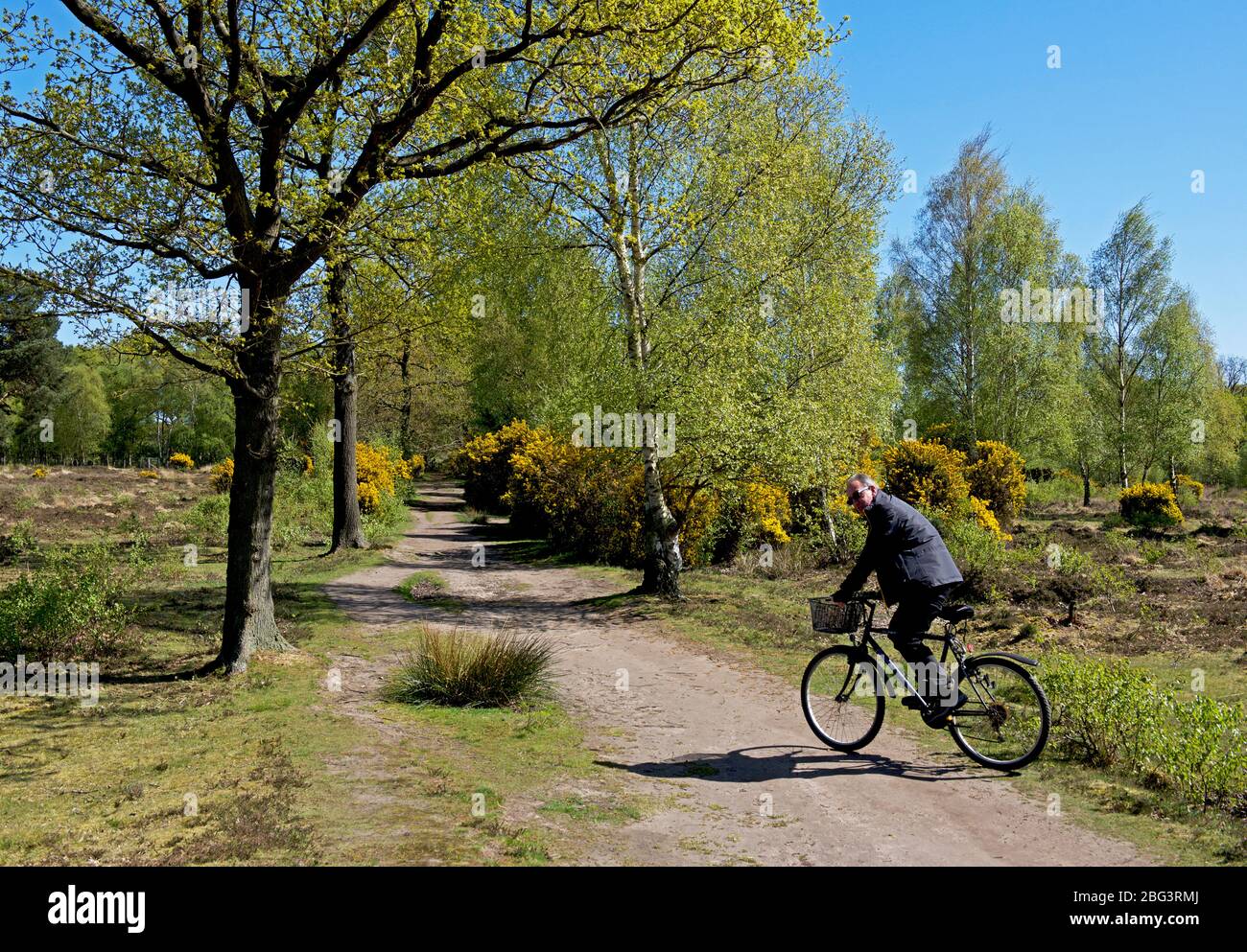 Man cycling on track, Skipwith Common, North Yorkshire, England UK ...