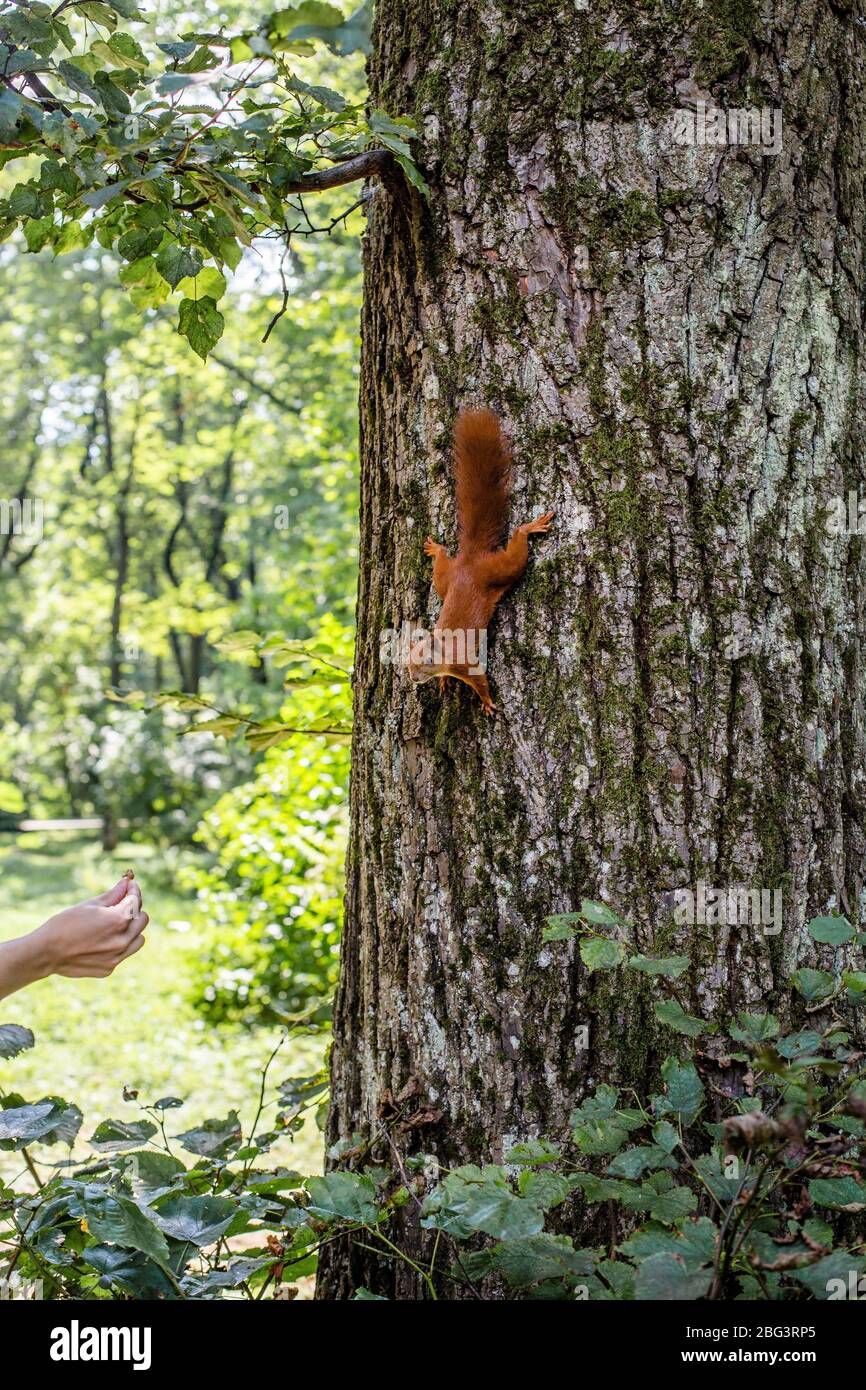 Squirrel on the tree and eat out of hand. Little squirrel eating from a ...
