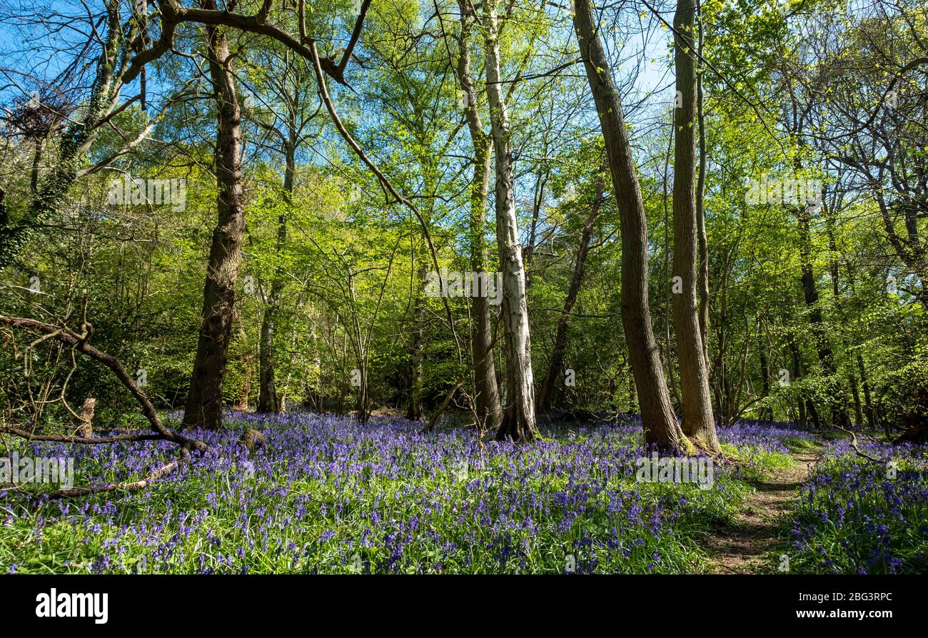 Wild bluebells in abundance in spring, photographed at Old Park Wood ...