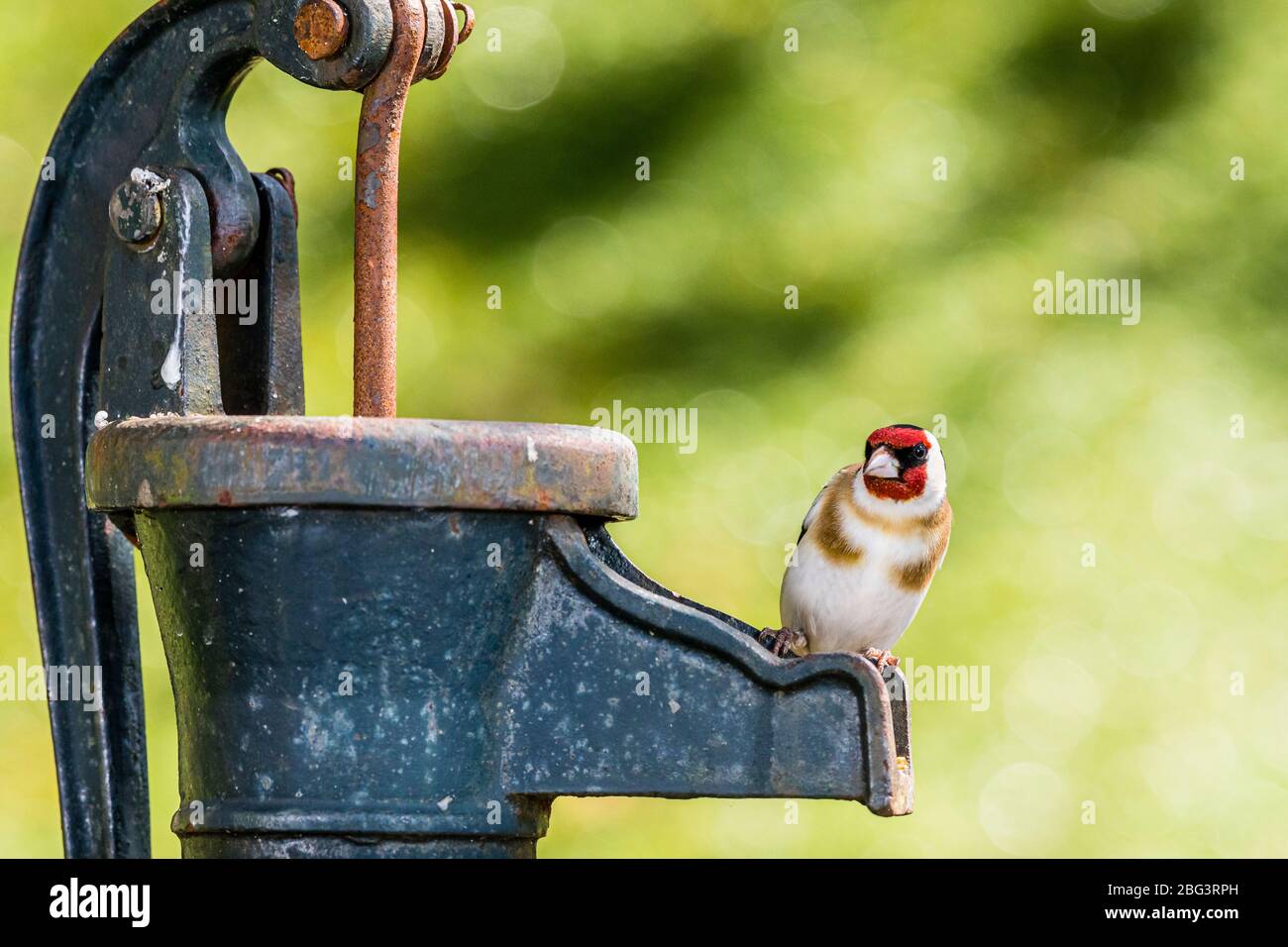 Goldfinch foraging in mid Wales spring sunshine Stock Photo - Alamy