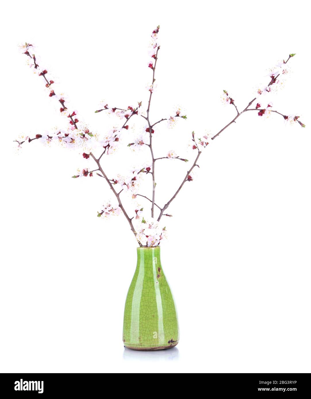 Beautiful blooming branches in vase isolated on white Stock Photo - Alamy
