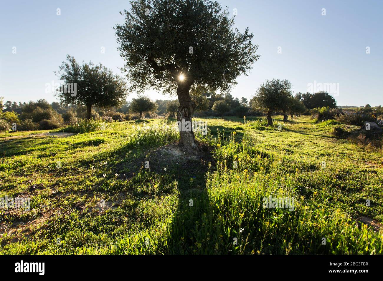 Olive tree fields hi-res stock photography and images - Alamy