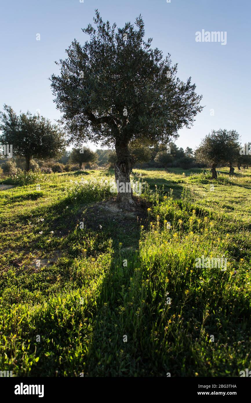 Olive tree fields hi-res stock photography and images - Alamy