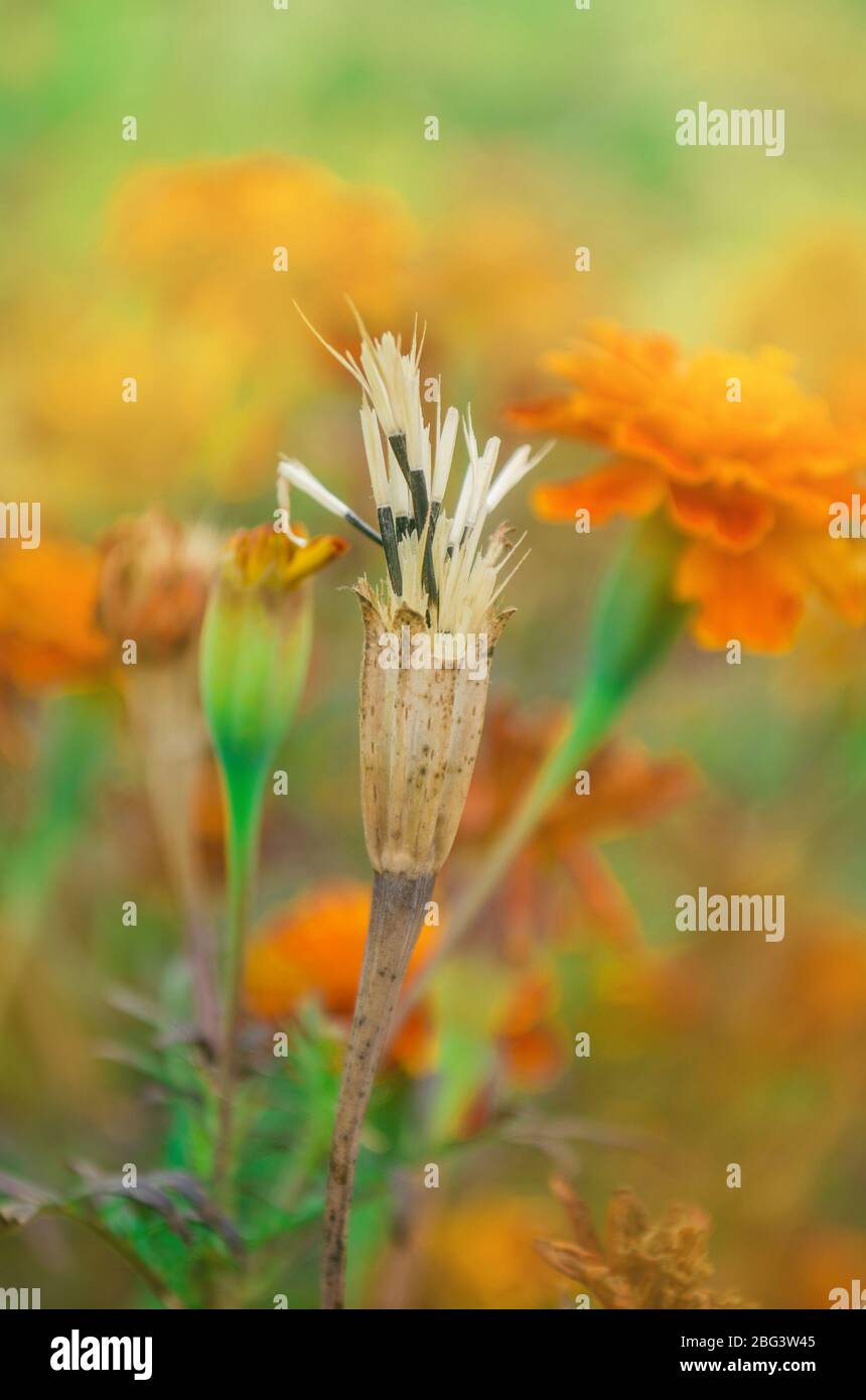 Tagetes erecta seeds growth. Marigold seed closeup Stock Photo - Alamy