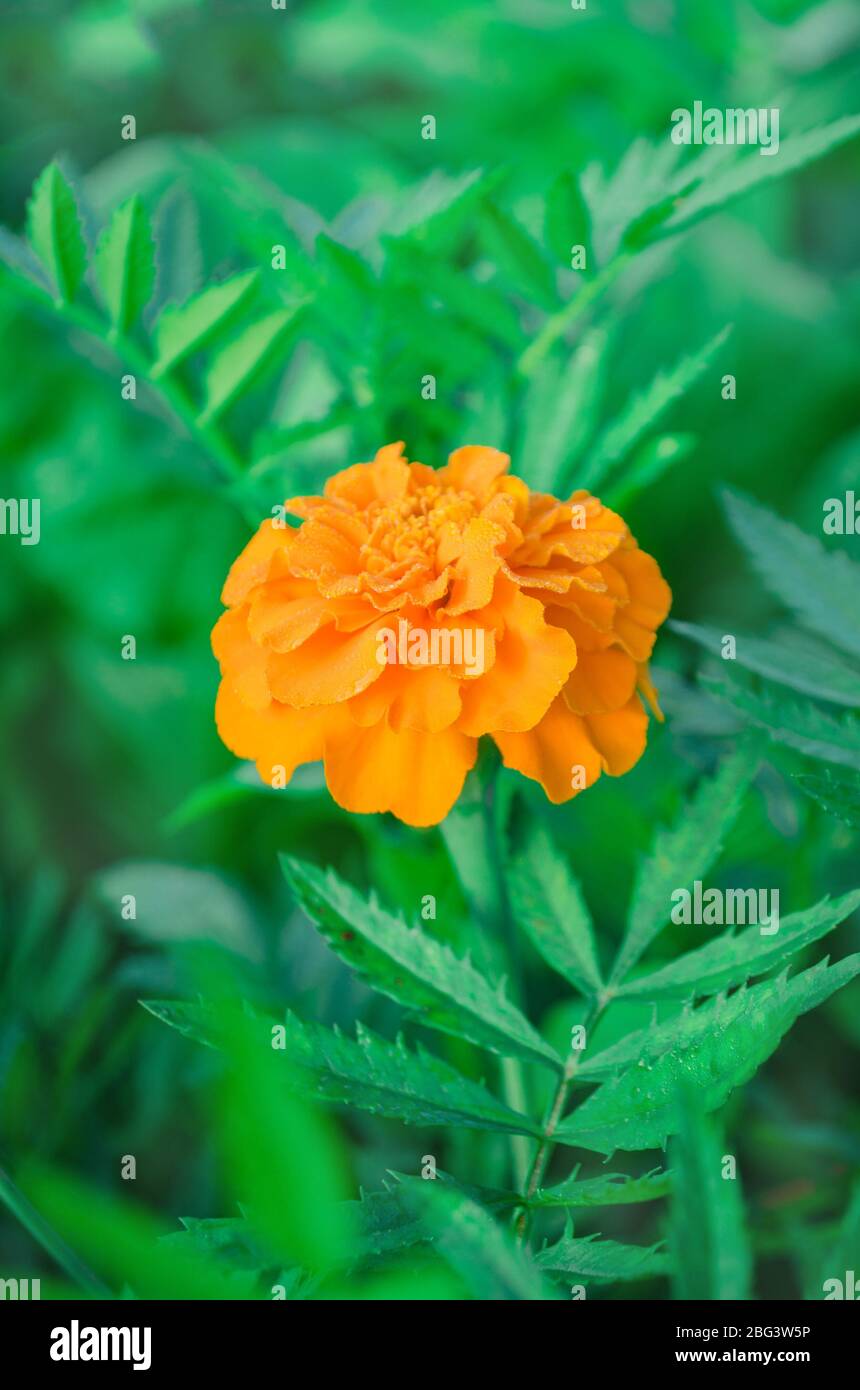 Marigold in the garden. Marigolds flower with sun light. Yellow ...