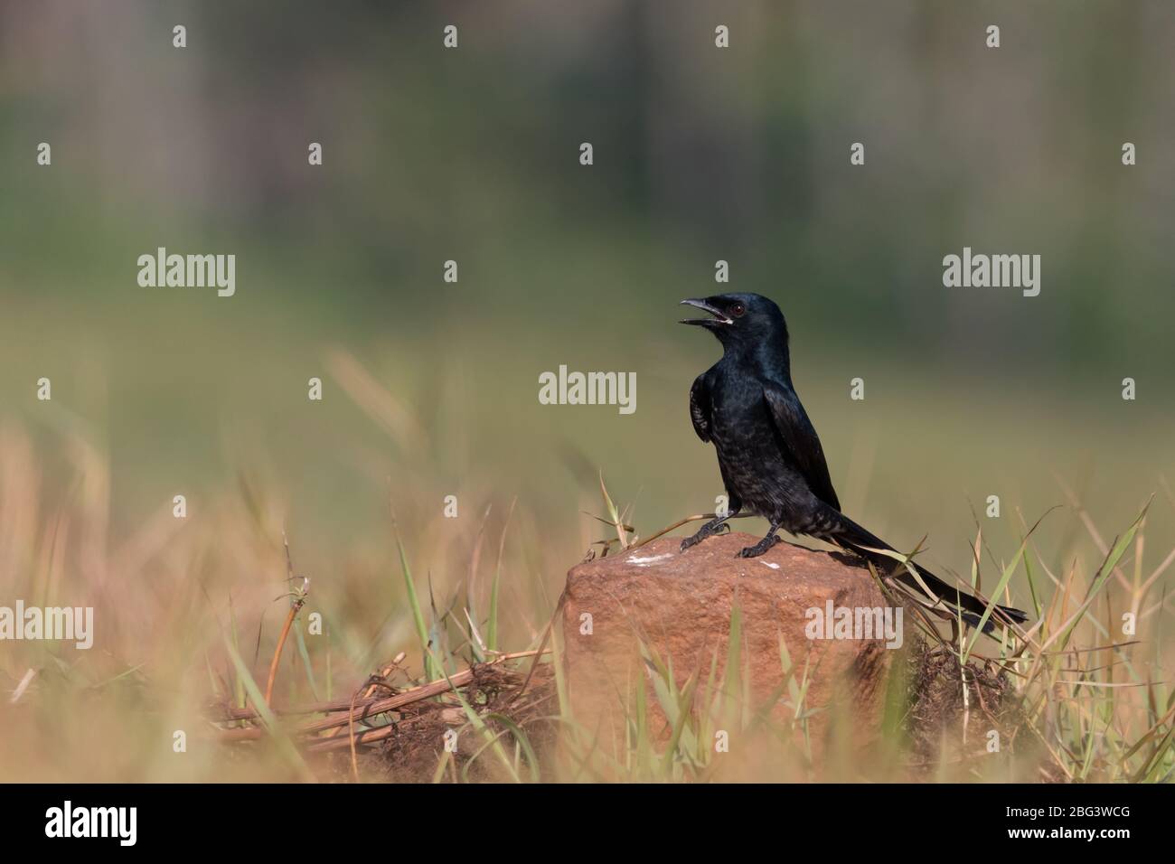 Black Drongo, Dicrurus macrocercus, Kerala, India, Asia Stock Photo - Alamy