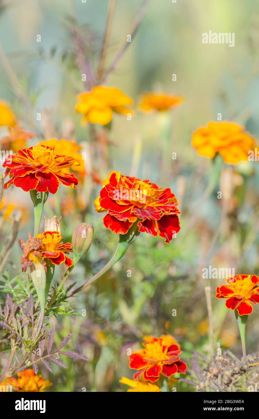 Tagetes erecta or Mexican marigold. Red and yellow marigold flowers ...