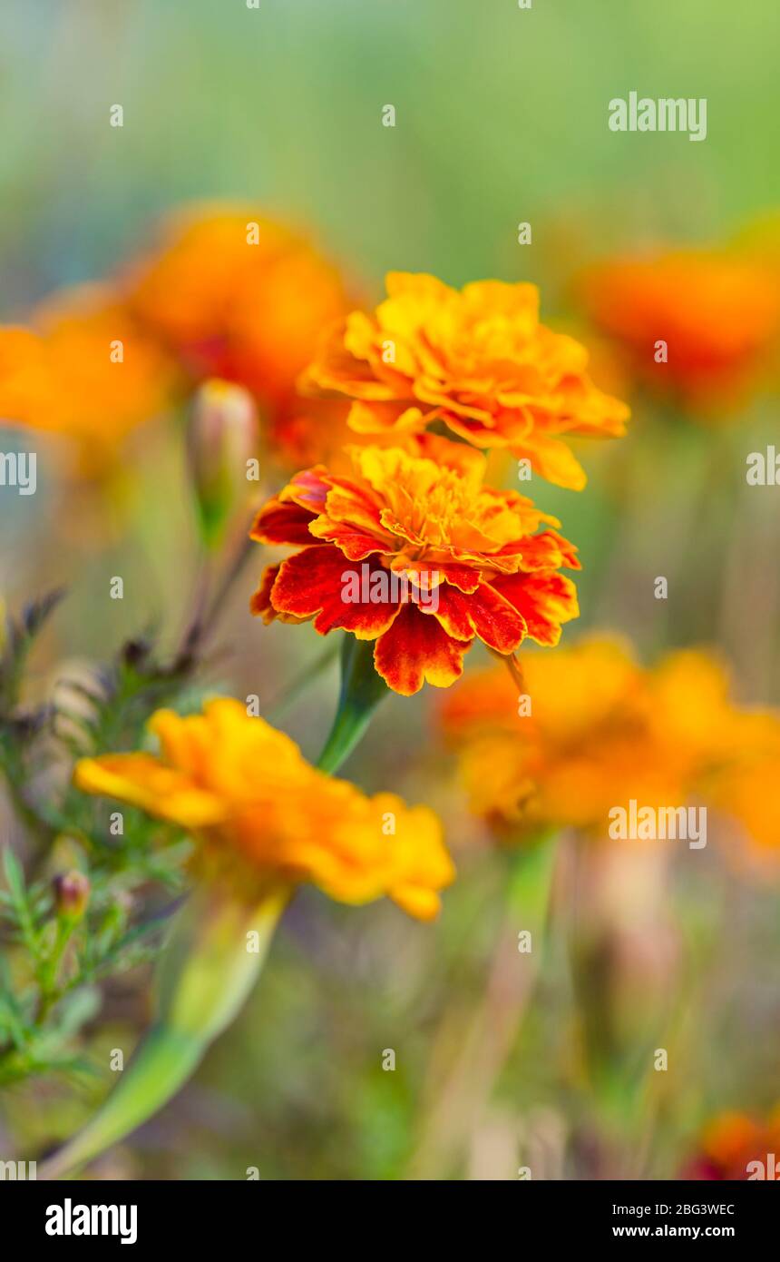 A single marigold flower and bud garden hi-res stock photography and ...