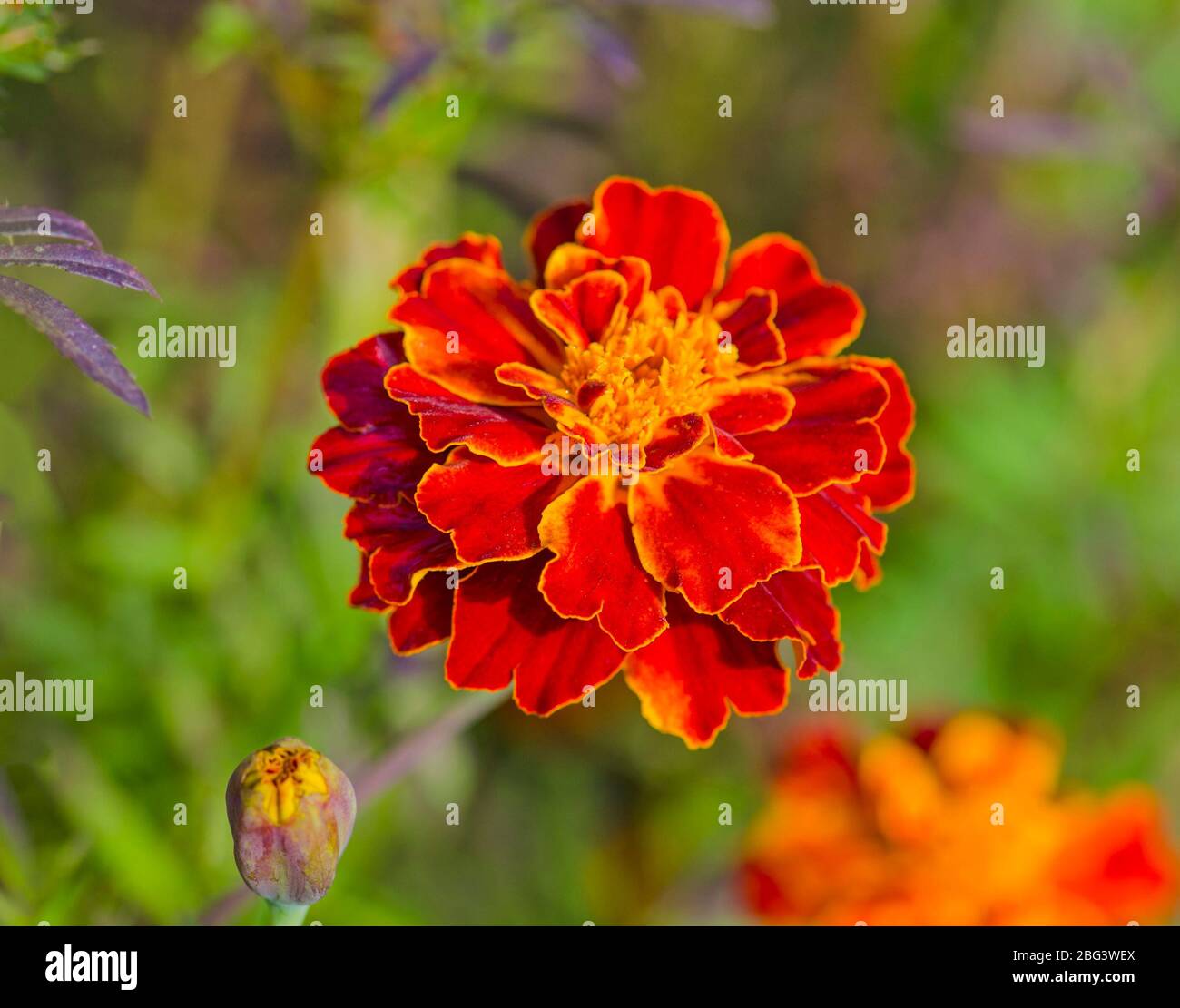 Marigold bloom hi-res stock photography and images - Alamy