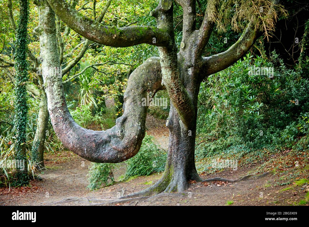 Creepy tree swing hi-res stock photography and images - Alamy