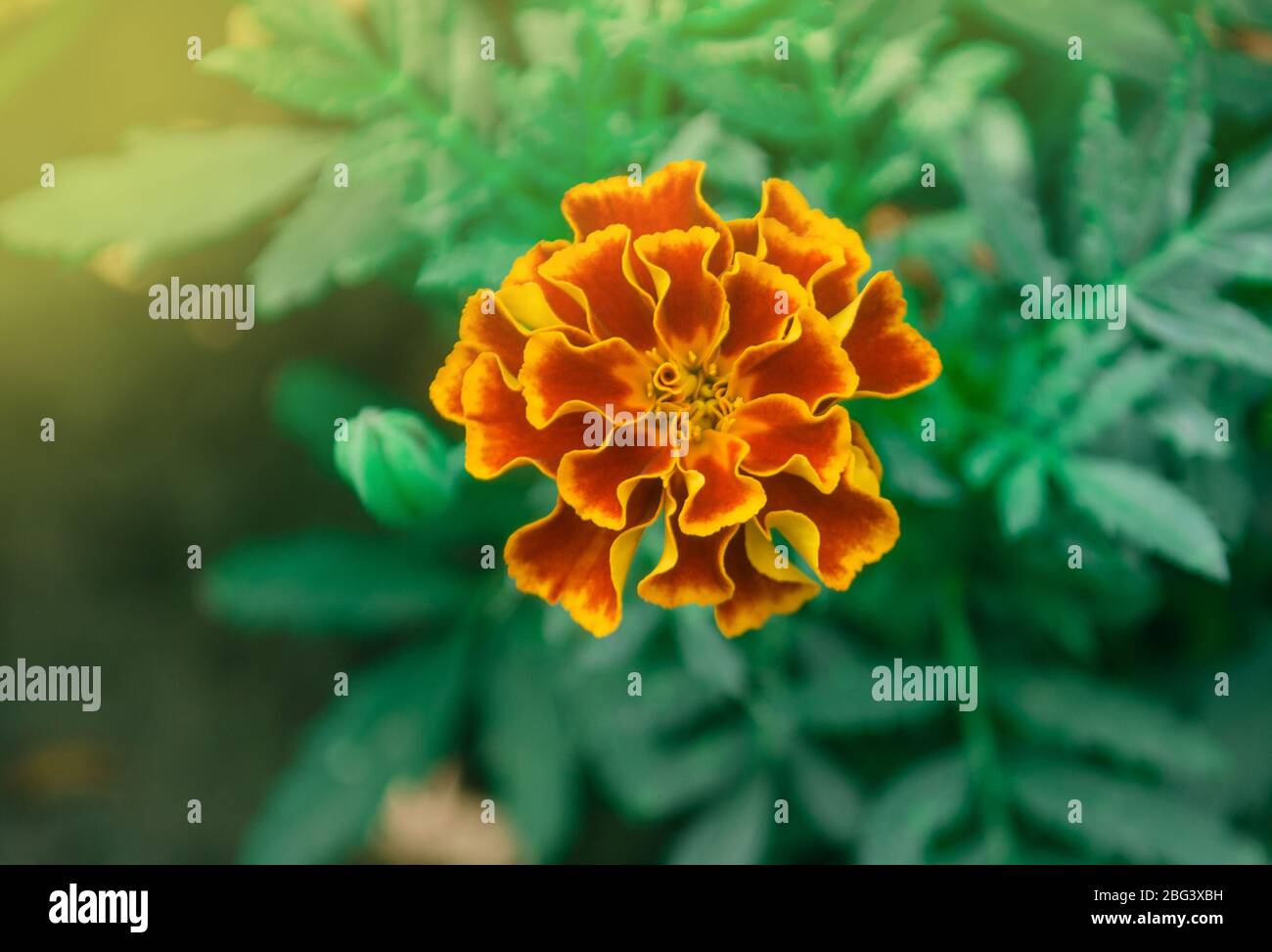 French marigold maroon and orange bicolor flowers. Gilt-edged deep red ...