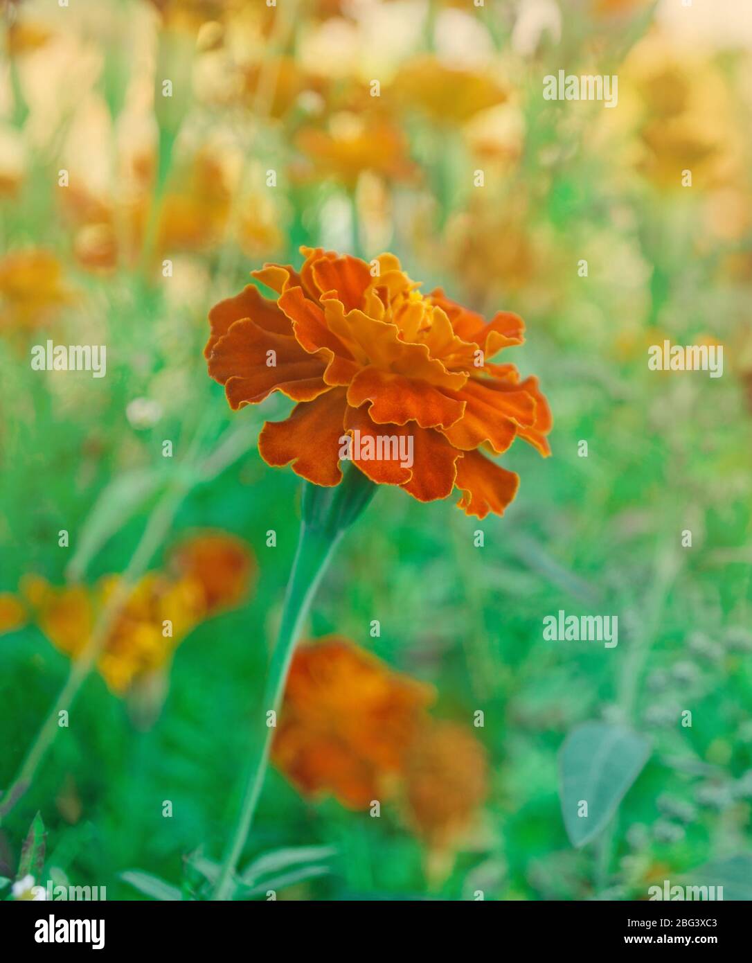 French marigold maroon and orange bicolor flowers. Gilt-edged deep red ...
