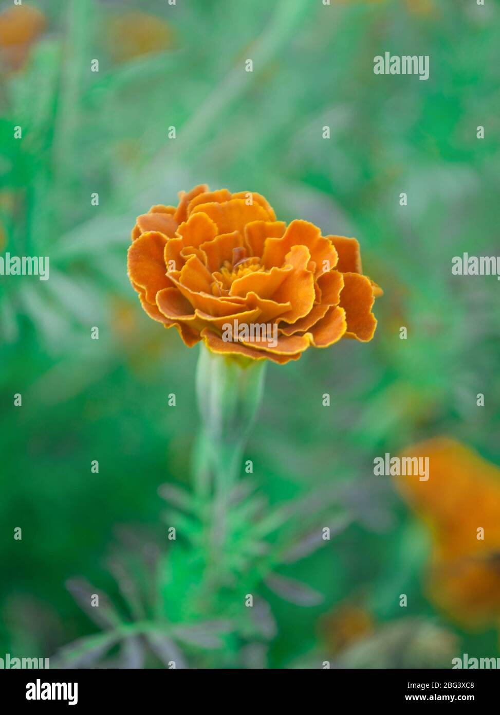 French marigold maroon and orange bicolor flowers. Gilt-edged deep red ...