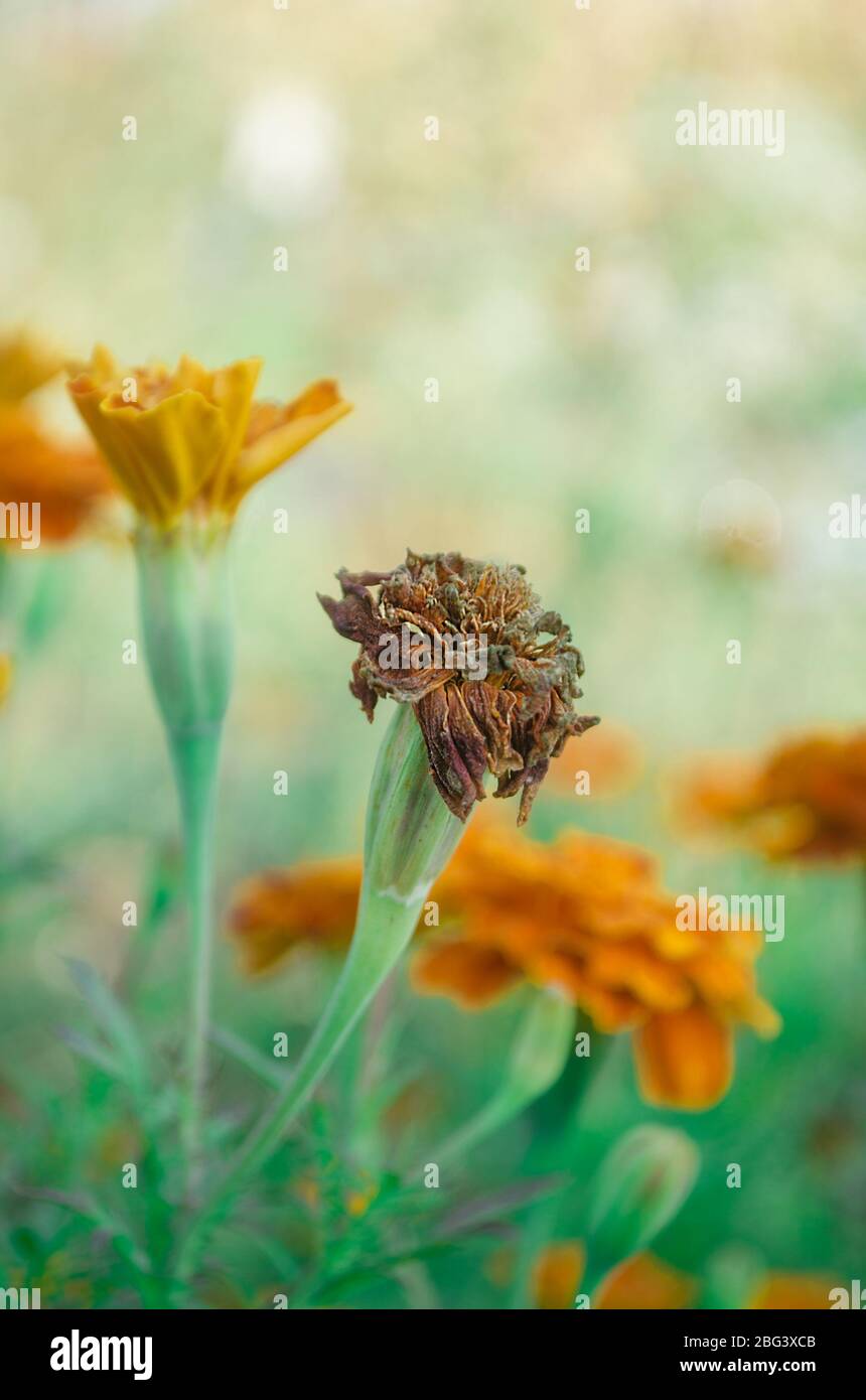 Tagetes erecta seeds grow. Marigold seed closeup Stock Photo - Alamy
