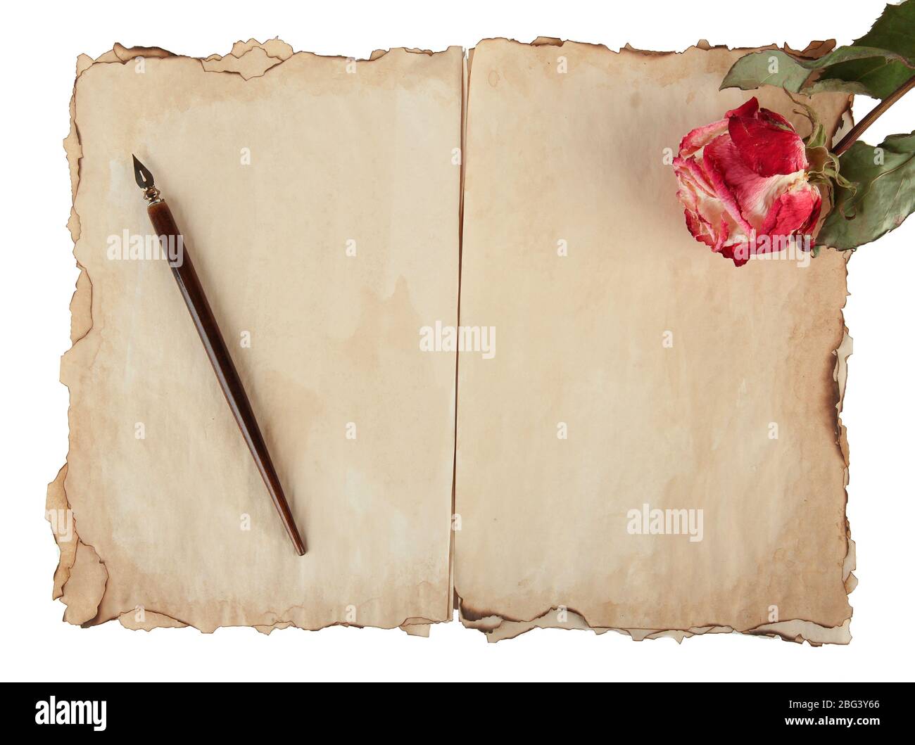 Old paper, ink pen and rose isolated on white Stock Photo - Alamy
