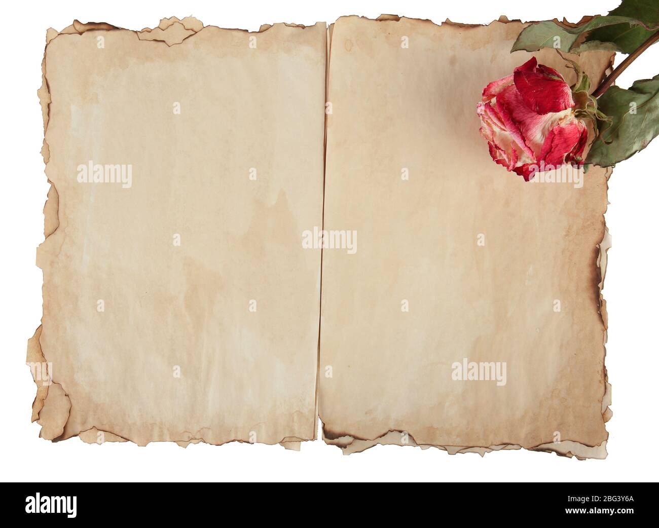 Old paper and rose isolated on white Stock Photo - Alamy