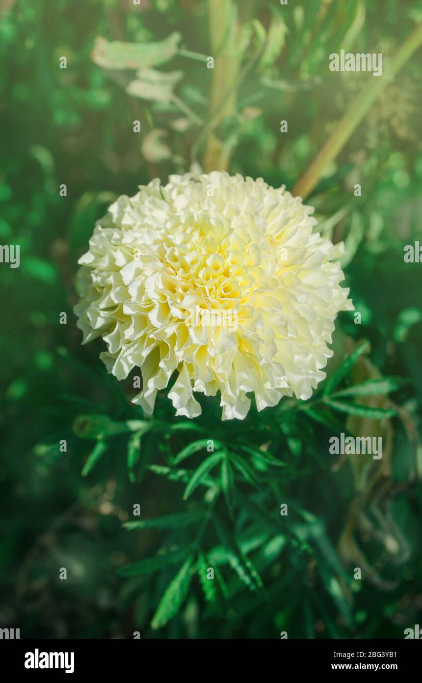 White pastel marigold in the garden. Marigold flower in white tone ...