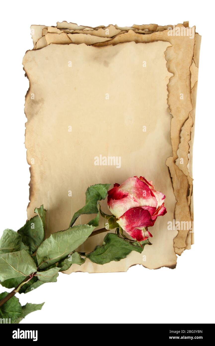 Old paper and rose isolated on white Stock Photo - Alamy