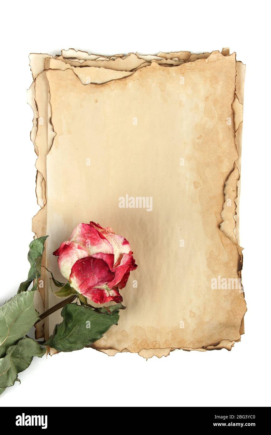 Old paper and rose isolated on white Stock Photo - Alamy