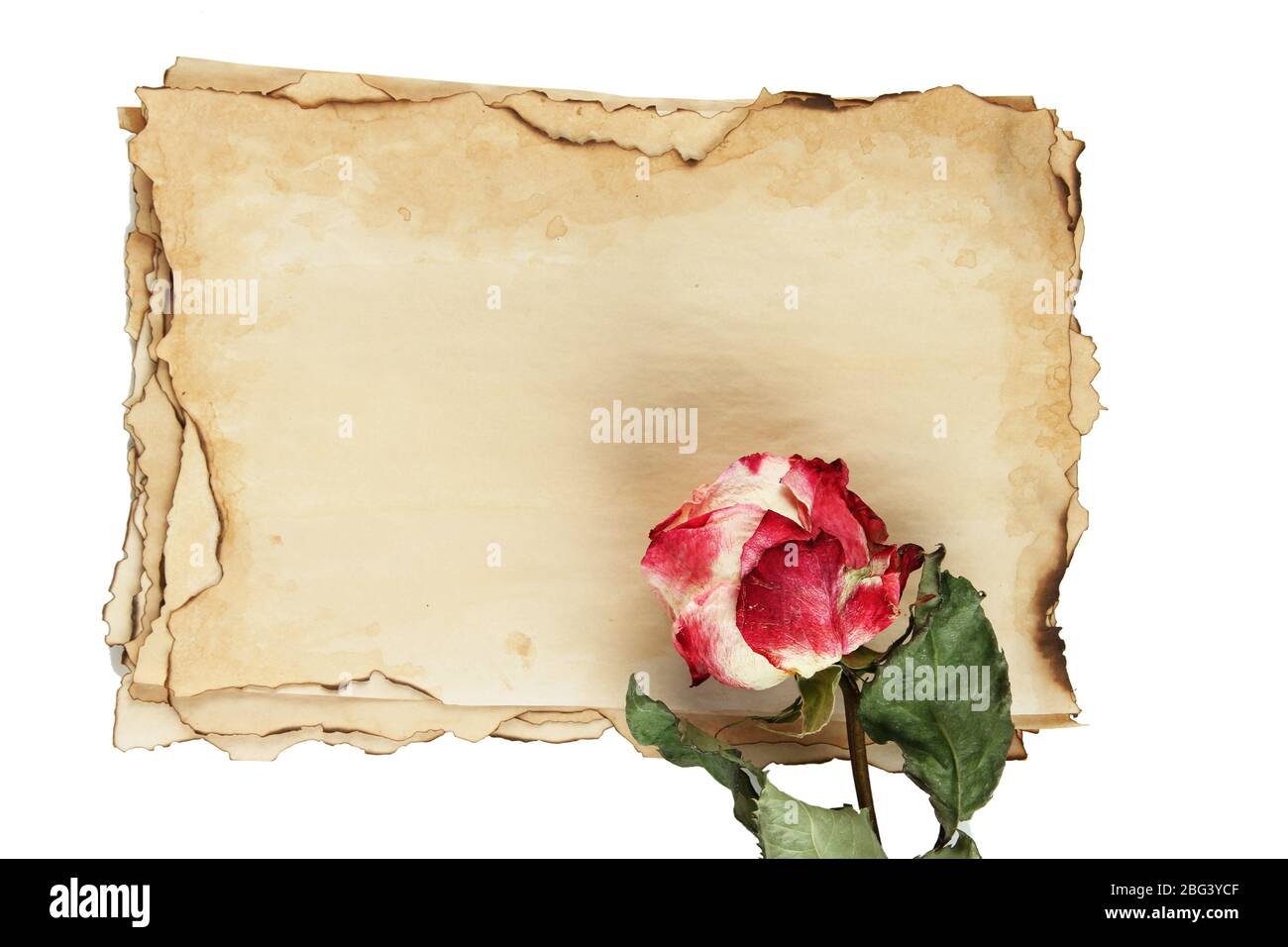 Old paper and rose isolated on white Stock Photo - Alamy