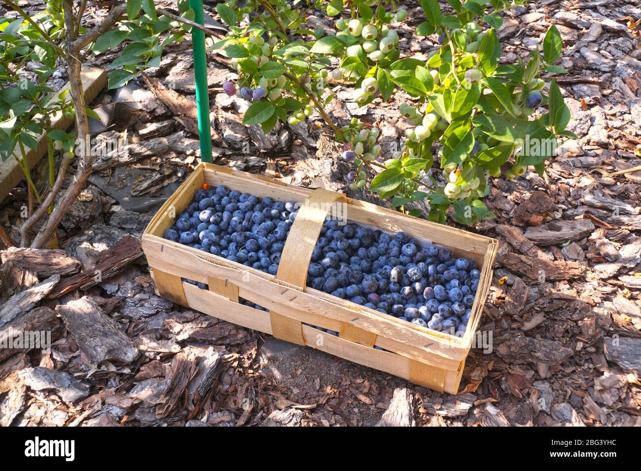 Punnet (or basket ) made of plaited split pine strips, filled with ...
