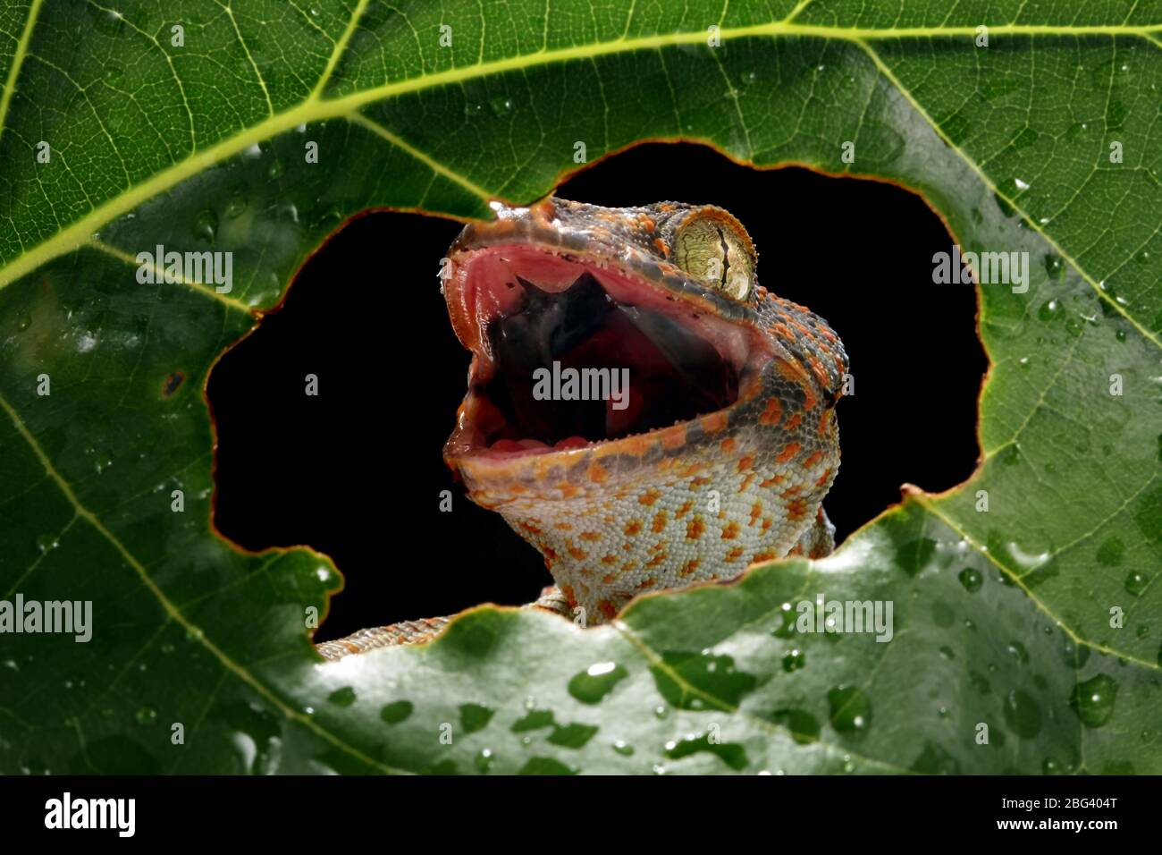 Angry tokay gecko looking through a hole in a leaf, Indonesia Stock ...