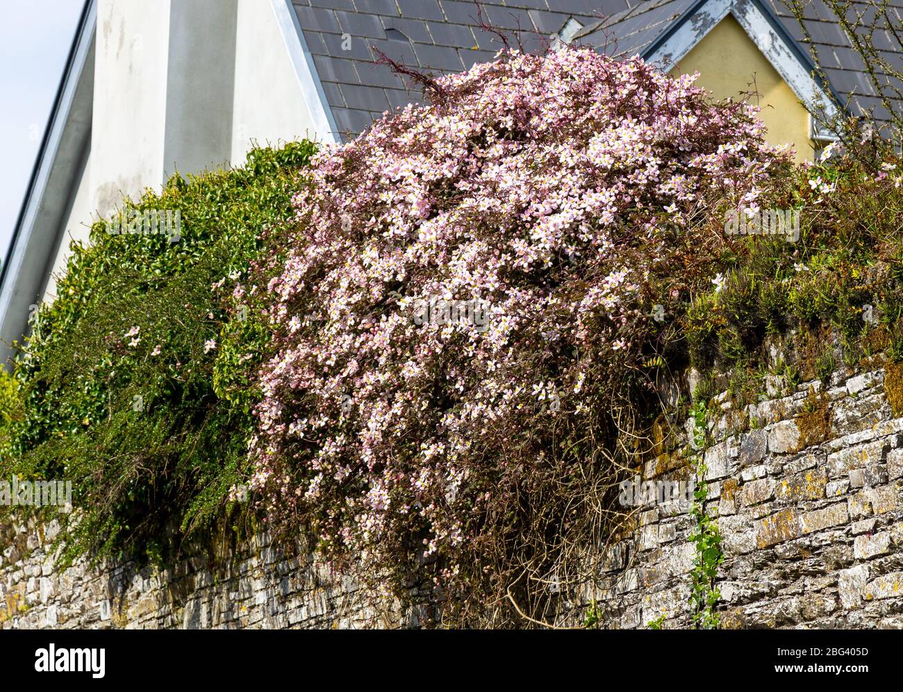 Clematis climbing wall flower hi-res stock photography and images - Alamy