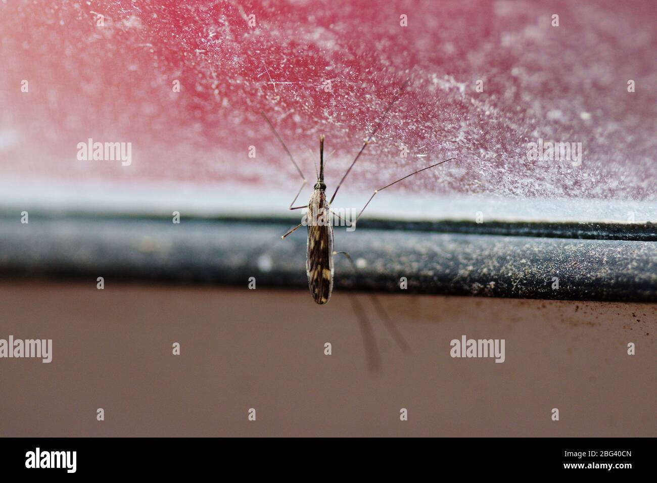 Mosquito insect clinging to a window in Ontario, Canada Stock Photo - Alamy