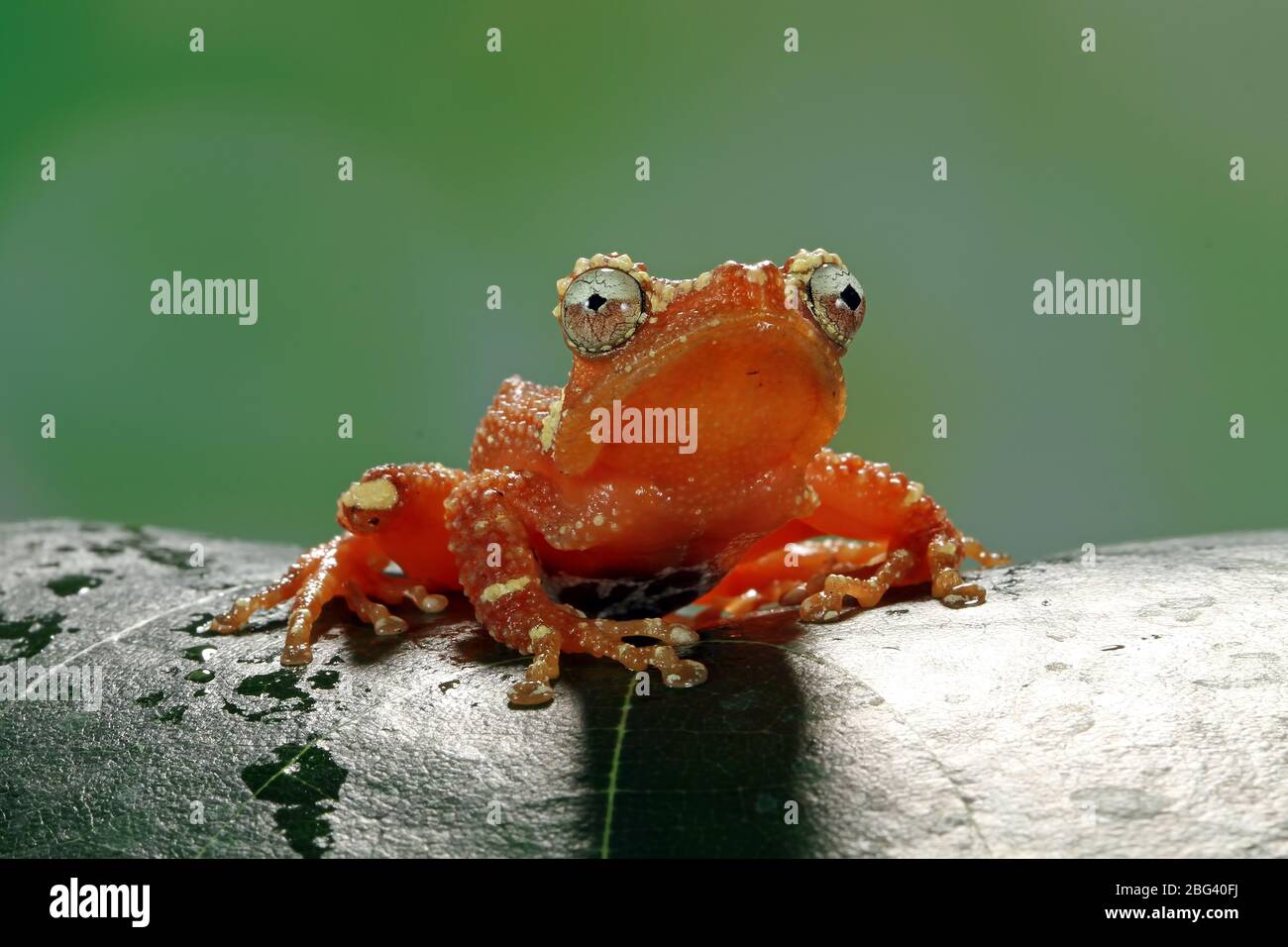 Pearly Tree Frog on a leaf, Indonesia Stock Photo - Alamy