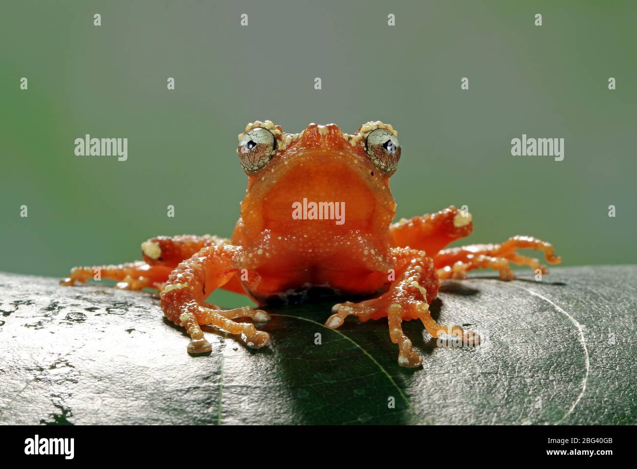 Pearly tree frog hi-res stock photography and images - Alamy