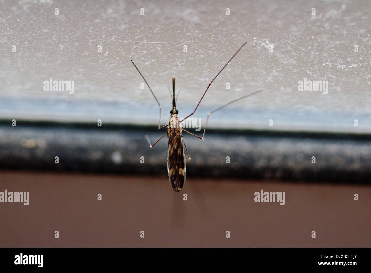 Mosquito insect clinging to a window in Ontario, Canada Stock Photo - Alamy