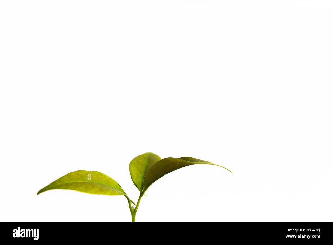 Clone tree Cut Out Stock Images & Pictures - Alamy