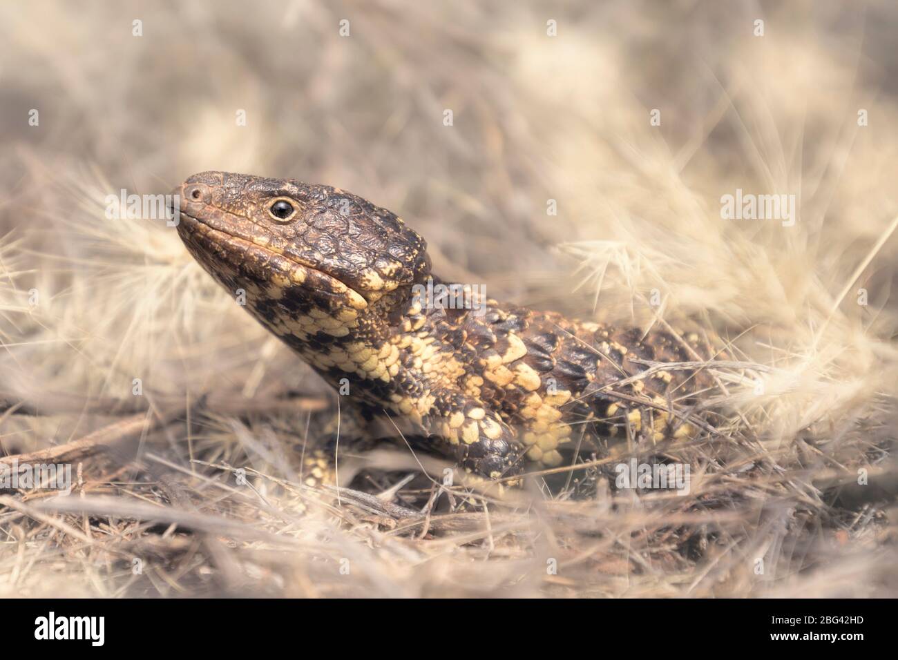 Shingleback lizard hi-res stock photography and images - Alamy