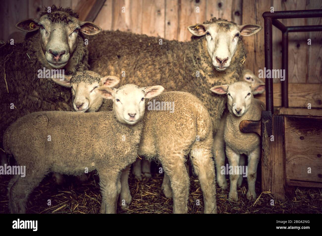 Sheep Family with Lambs Stock Photo - Alamy