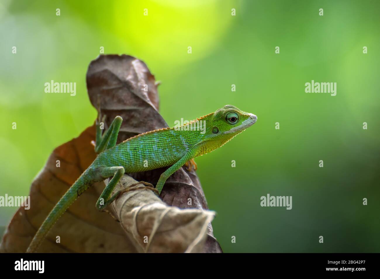 Maned lizard hi-res stock photography and images - Alamy