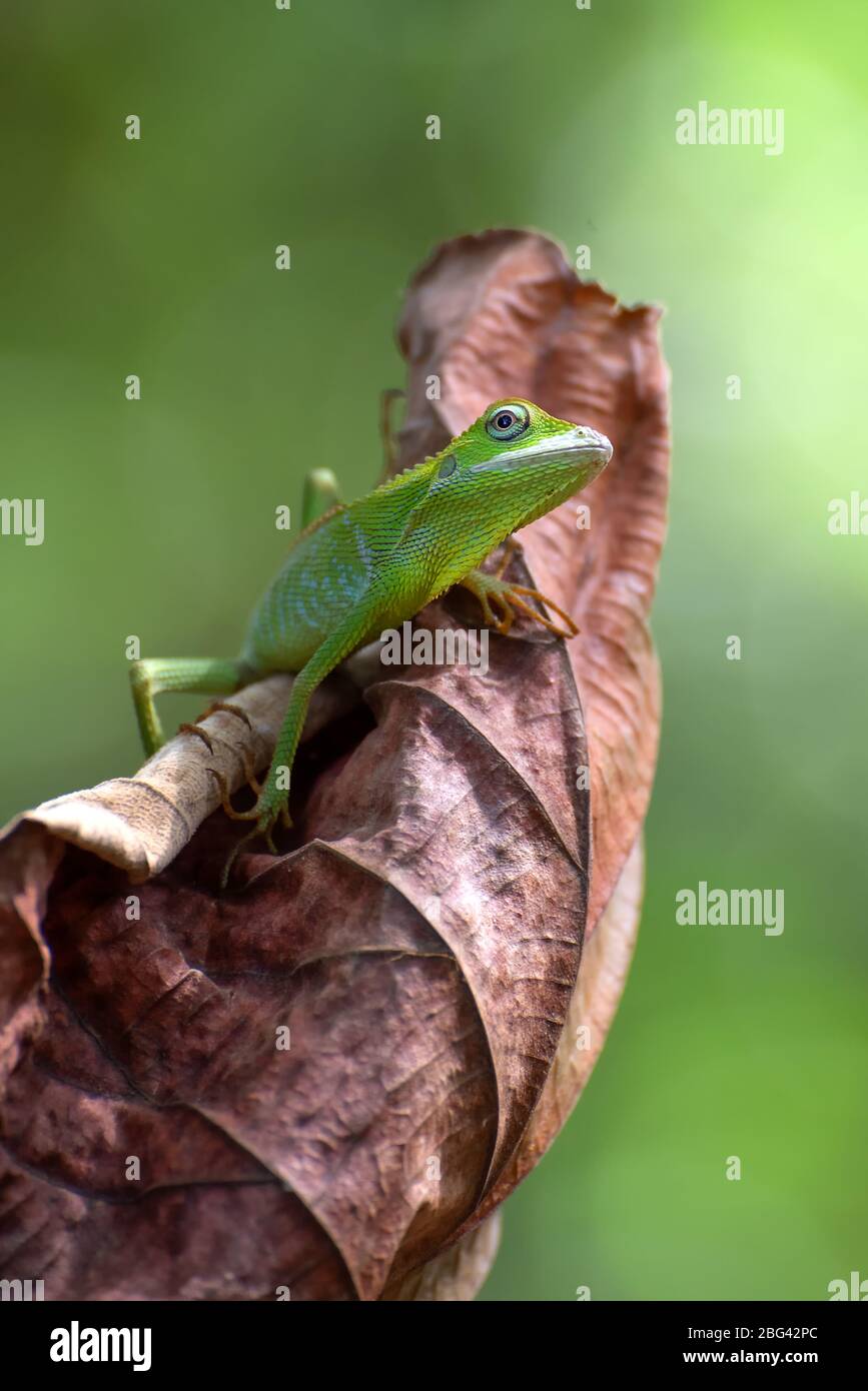 Maned lizard hi-res stock photography and images - Alamy