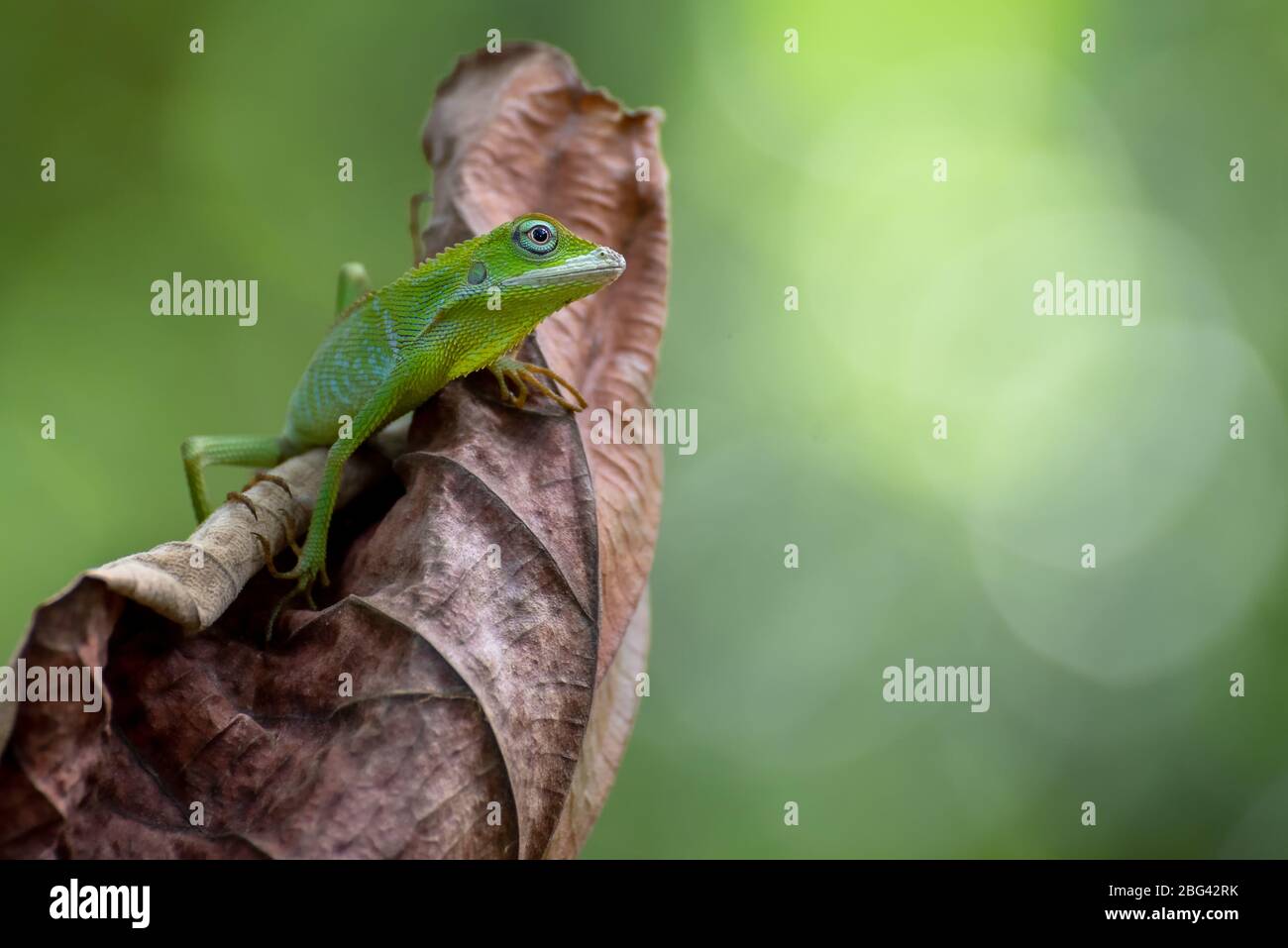 Maned lizard hi-res stock photography and images - Alamy