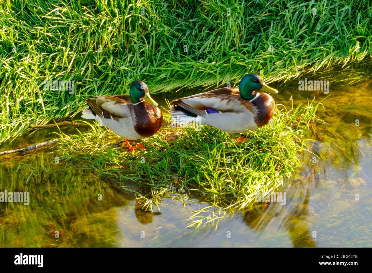 A high angle closeup sot of a feral duck in a water stream - perfect ...