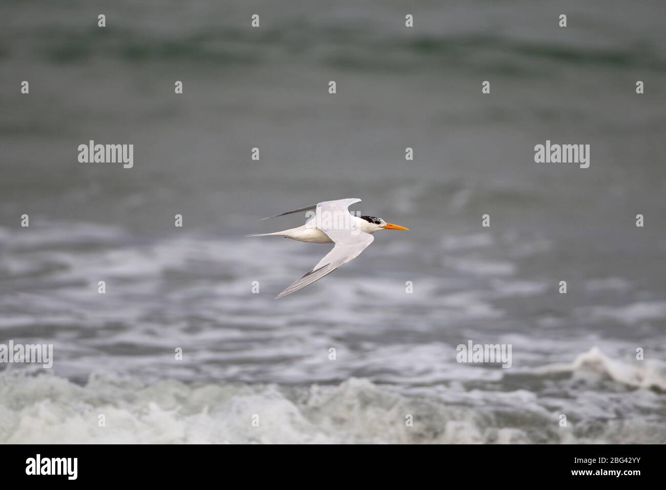 West African Crested Tern (Thalasseus albididorsalis Stock Photo - Alamy