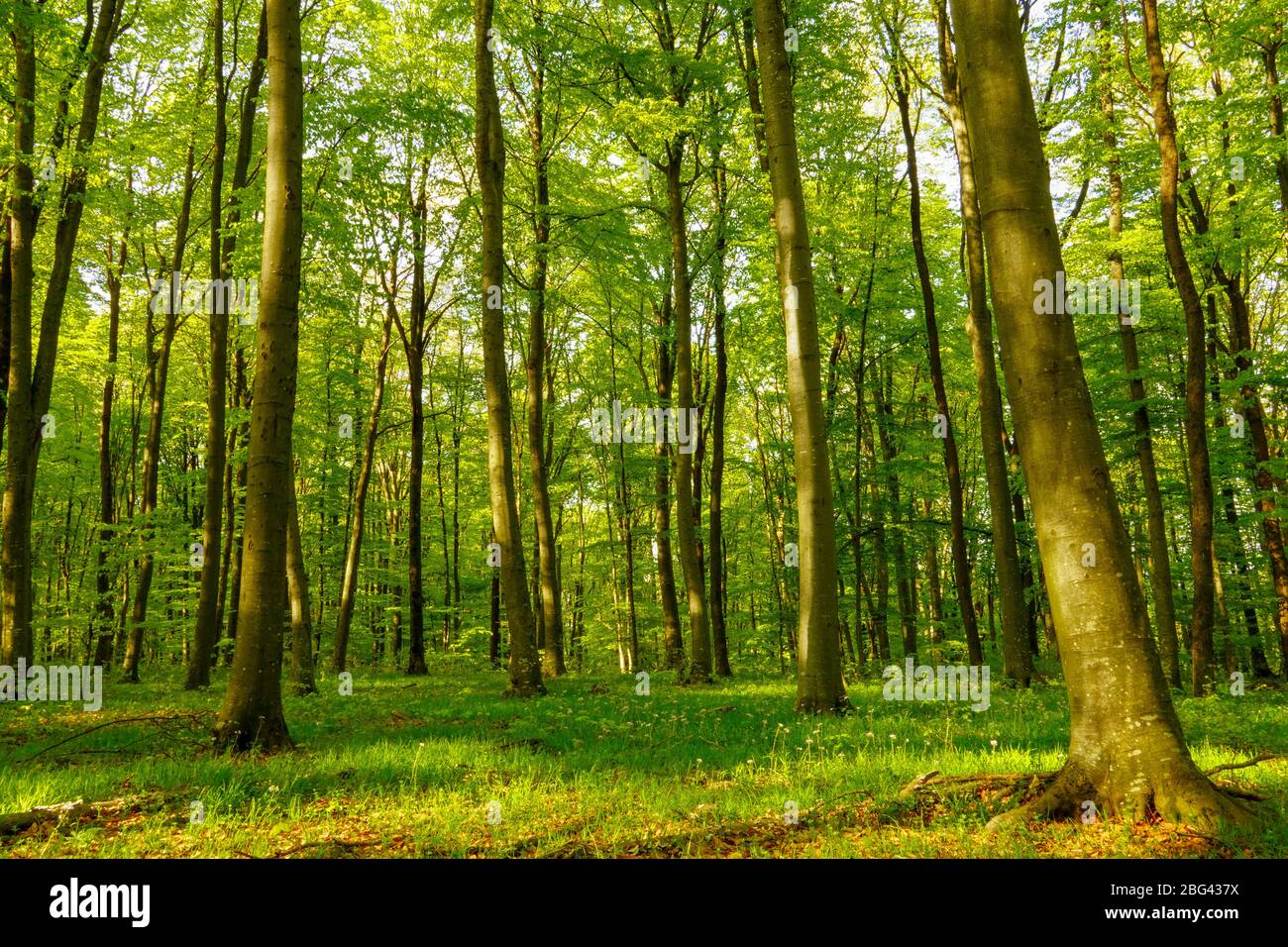 A beautiful spring forest with different trees Stock Photo - Alamy