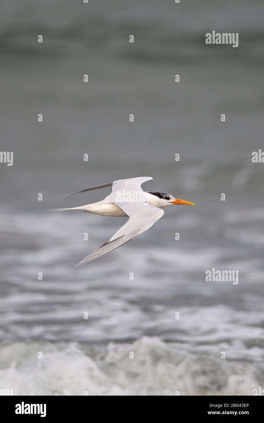 West African Crested Tern (Thalasseus albididorsalis Stock Photo - Alamy