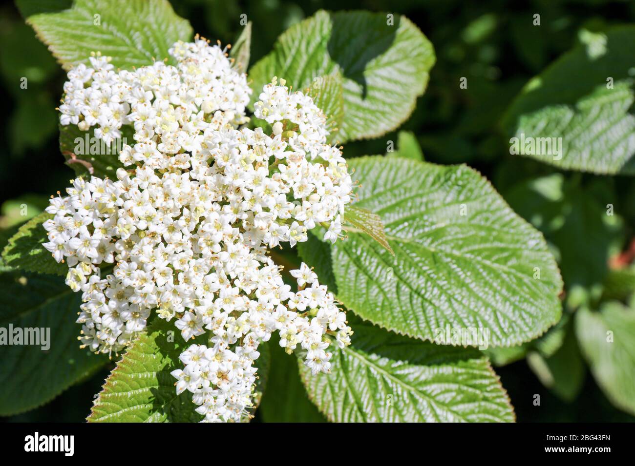 Viburnum lantana hedge hi-res stock photography and images - Alamy