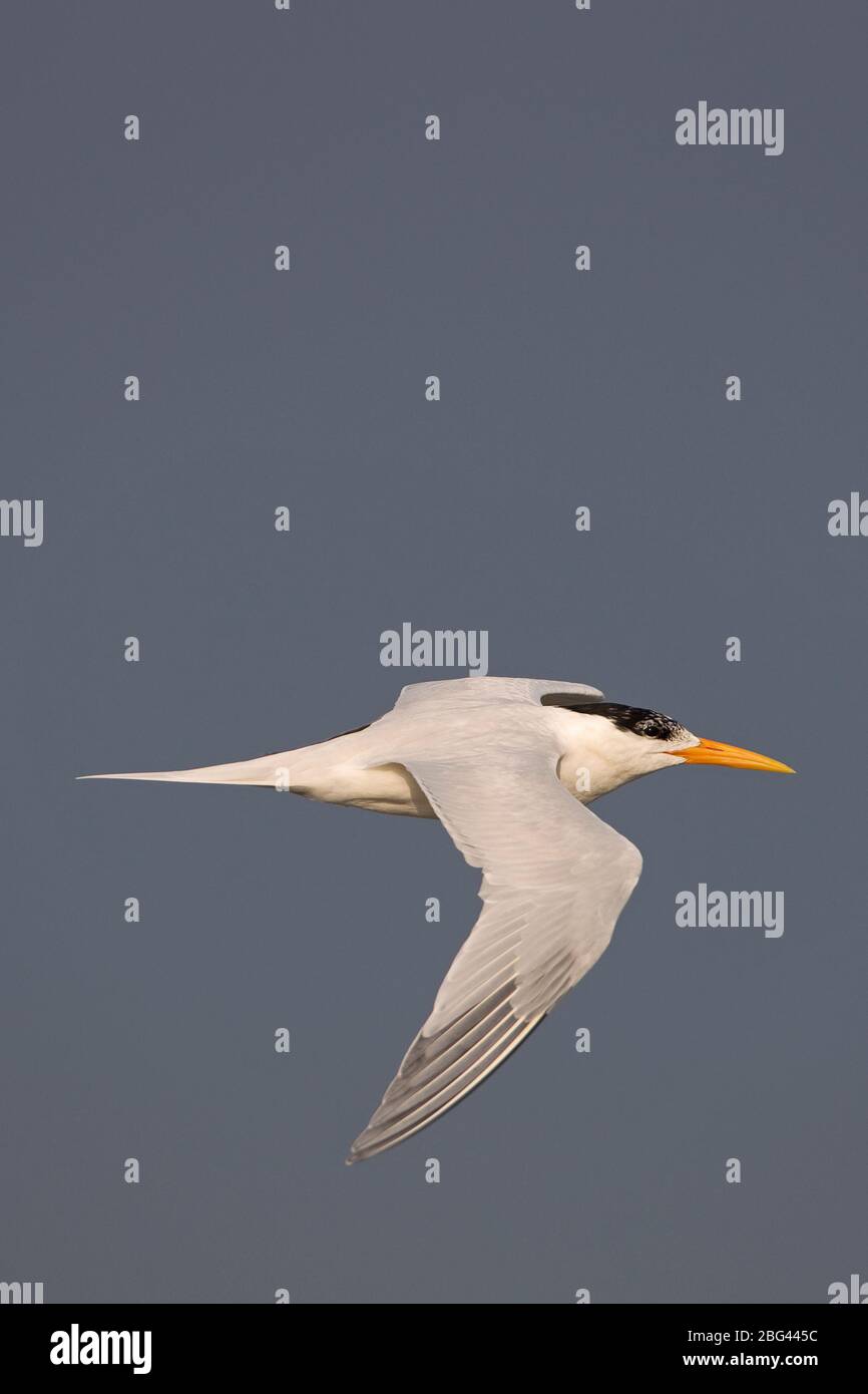 West African Crested Tern (Thalasseus albididorsalis Stock Photo - Alamy
